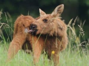 Cute Baby Moose Photos, Facts, And Videos (All Your Questions Answered ...