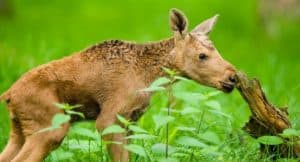 Cute Baby Moose Photos, Facts, And Videos (All Your Questions Answered ...