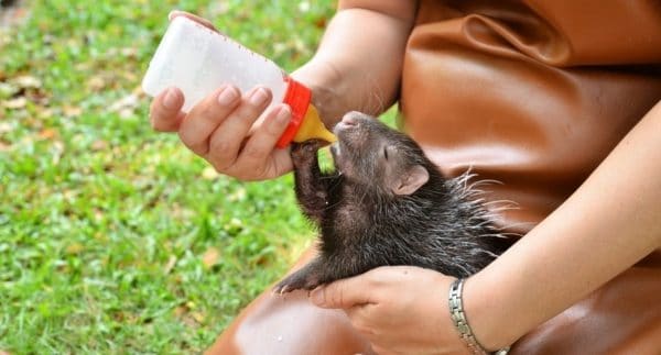 Cute Baby Porcupines (Porcupettes) Guide With Facts, Photos, And Videos ...