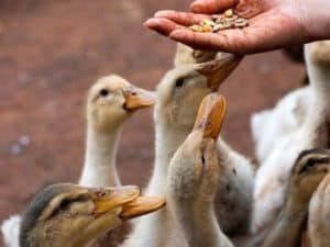 All Your Duck Food Questions - Answered (70+ Foods Examined ...