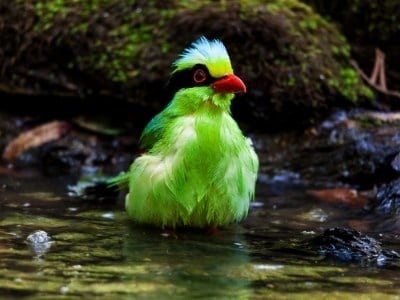 Do Magpies Eat Other Birds? | Bite-Sized Knowledge - UntamedAnimals