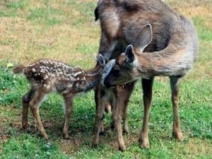Cute Baby Deer Photos, Facts, And Videos (All Your Questions Answered ...