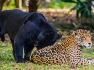 How Fast Is A Panther? (It's Faster Than You Think) - UntamedAnimals