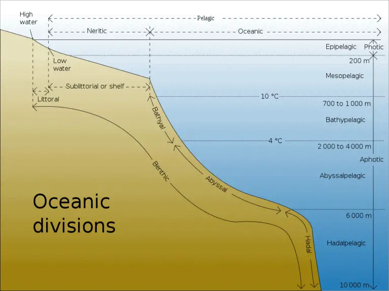 Benthic Definition (With Examples) - UntamedAnimals
