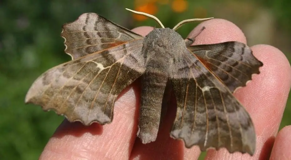 Are Moths Made Of Dust? What Happens When They Get Wet ...