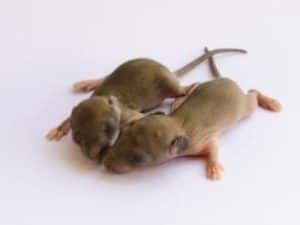 Cute Baby Rats (Facts, Photos & Videos) - UntamedAnimals