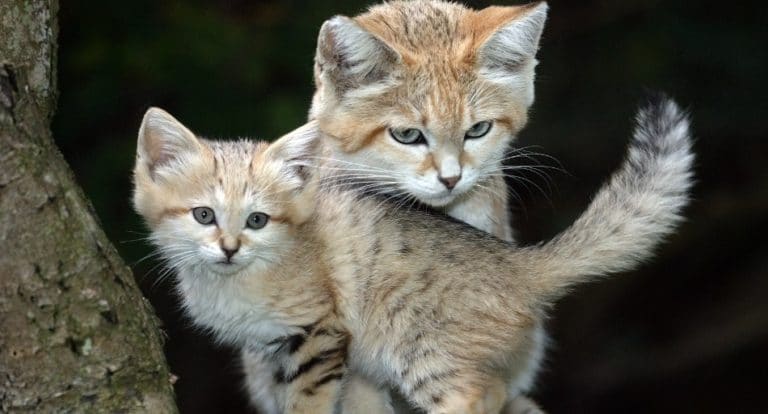 Cute Baby Sand Cats - Kittens [Facts, Photos, And Videos] - UntamedAnimals