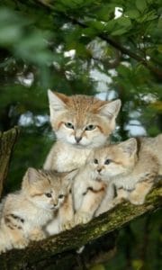 Cute Baby Sand Cats - Kittens [Facts, Photos, And Videos] - UntamedAnimals