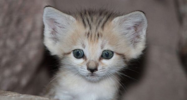 Cute Baby Sand Cats - Kittens [Facts, Photos, And Videos] - UntamedAnimals