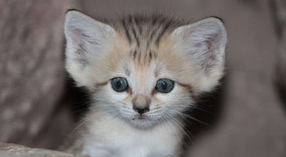 Cute Baby Sand Cats - Kittens [Facts, Photos, And Videos ...