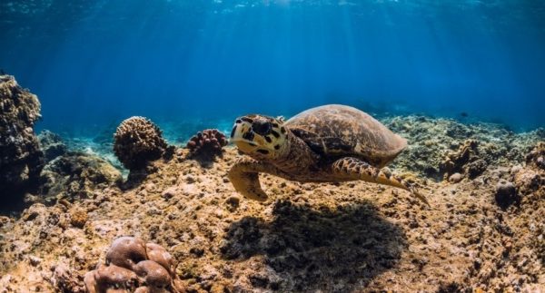 Benthic Definition (With Examples) - UntamedAnimals