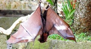 Do Flying Foxes Bite? (Are They Dangerous Or Aggressive?) - UntamedAnimals