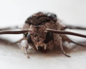 Are Moths Made Of Dust? What Happens When They Get Wet? - UntamedAnimals