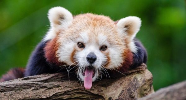 Are Red Pandas Dangerous Or Aggressive? - UntamedAnimals