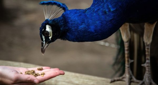 Do Peacocks Eat Snakes? (Wait, What??) - UntamedAnimals