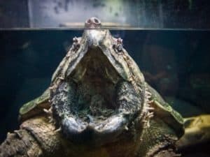 30+ Alligator (Loggerhead) Snapping Turtle Questions Answered - The ...