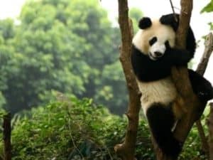 Do Pandas Have Tails? | Bite-Sized Knowledge - UntamedAnimals
