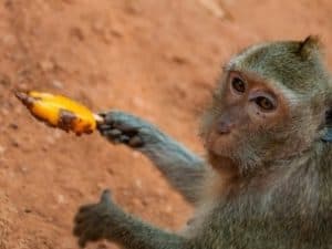 Can Monkeys Eat Chocolate? (Or Ice Cream??) - UntamedAnimals