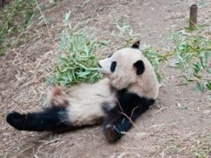 Do Pandas Have Tails? | Bite-Sized Knowledge - UntamedAnimals