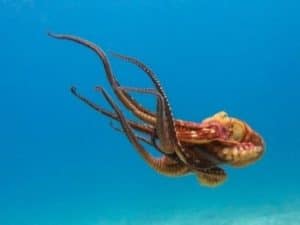 Do Sharks Eat Octopus? (And vice versa) UPDATE 2022 - UntamedAnimals