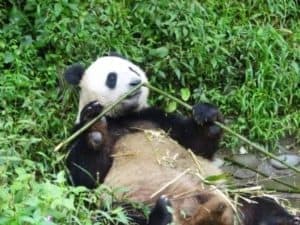 Do Pandas Have Tails? | Bite-Sized Knowledge - UntamedAnimals