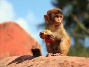 Can Monkeys Eat Chocolate? (Or Ice Cream??) - UntamedAnimals