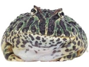 Do Frogs Have Noses? (Where are they) - UntamedAnimals