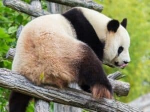 Do Pandas Have Tails? | Bite-Sized Knowledge - UntamedAnimals