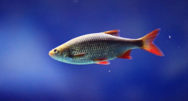 Are Fish Mammals? | Bite-Sized Knowledge - UntamedAnimals