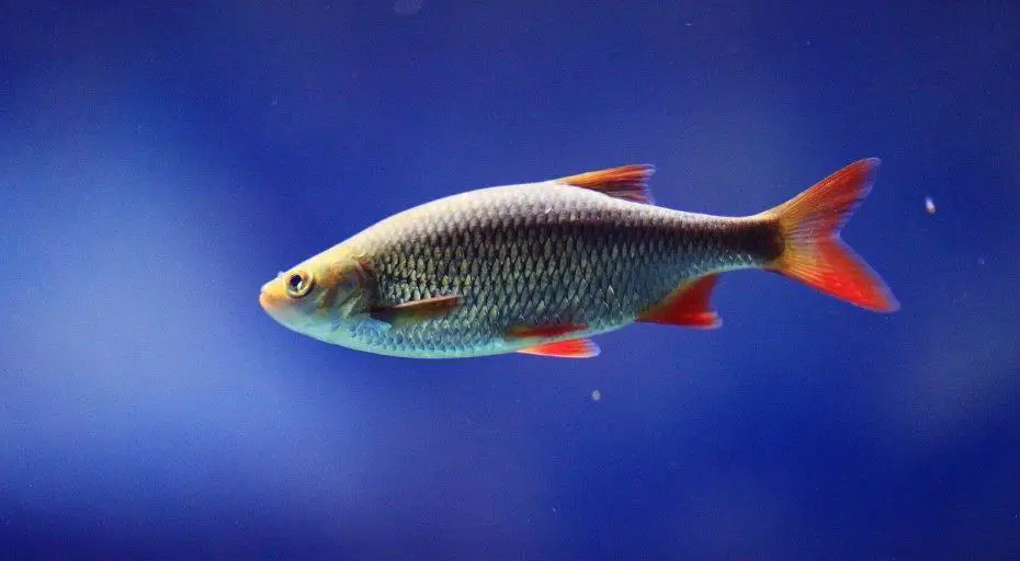 Are Fish Mammals? | Bite-Sized Knowledge - UntamedAnimals.com