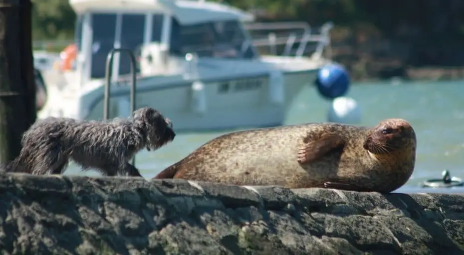 Are Seals Related To Dogs? (Can They Be Pets) - UntamedAnimals.com