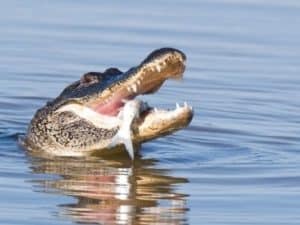 Can Alligators Live In Saltwater or Ocean? (The Definitive Guide)