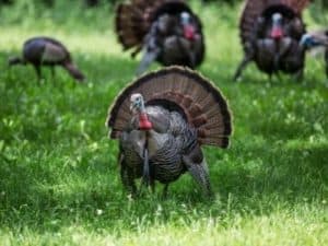 Can Turkeys Swim? (+What Are They Afraid Of) - UntamedAnimals