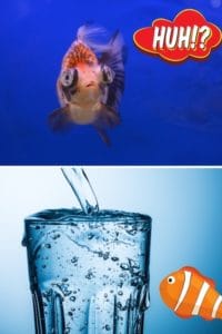Can Fish See Water? (Or Colors) - UntamedAnimals