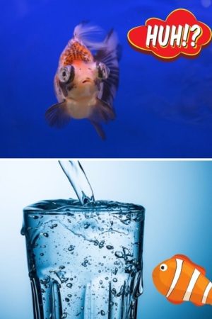 Can Fish See Water? (Or Colors) - UntamedAnimals