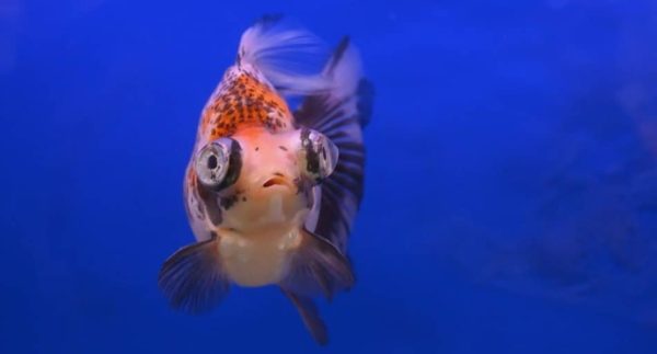 Can Fish See Water? (Or Colors) - UntamedAnimals