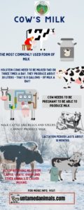 Do Male Cows Produce Milk? - UntamedAnimals