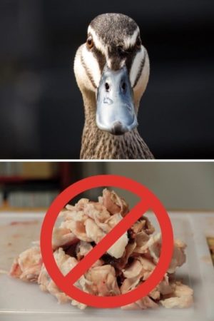 Do Ducks Eat Meat? (Do They Get Sick) - UntamedAnimals
