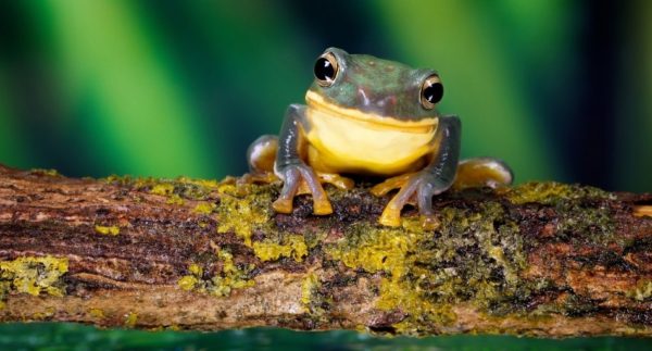 Do Frogs Have Noses? (Where are they) - UntamedAnimals