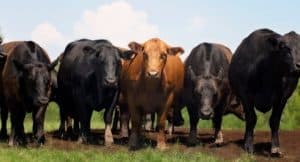 Do Male Cows Produce Milk? - UntamedAnimals