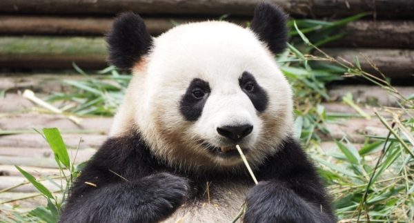 Do Pandas Have Tails? | Bite-Sized Knowledge - UntamedAnimals