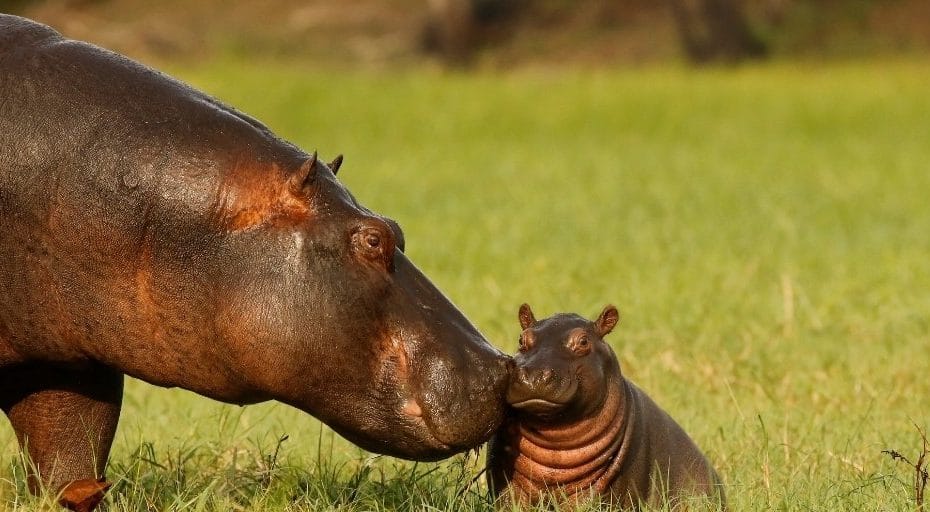 Do Hippos Have Tails? Are They Bulletproof? (+ more) - UntamedAnimals.com