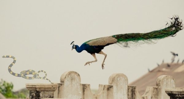 Do Peacocks Eat Snakes? (Wait, What??) - UntamedAnimals