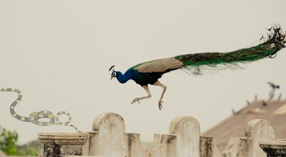 birds Archives - UntamedAnimals.com