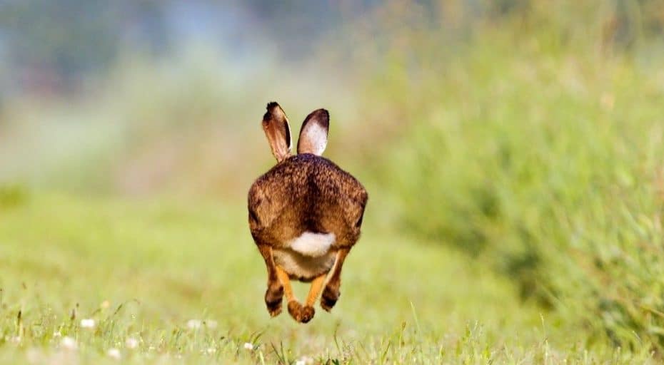 Where Do Hares Live? - UntamedAnimals.com