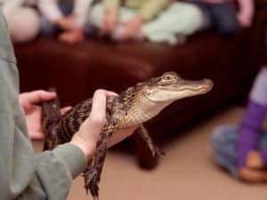 How Do Reptiles Show Affection? (Can They Love??) - UntamedAnimals