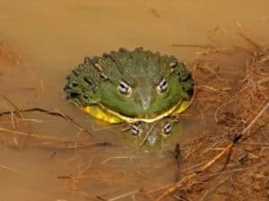 Are Bullfrogs Poisonous? - UntamedAnimals