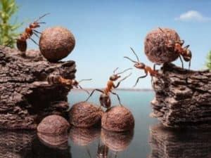 Do Ants Have Bones? (Are they similar to us??) - UntamedAnimals