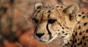 Are Cheetahs Friendly? (Can They Be Pets??) - UntamedAnimals