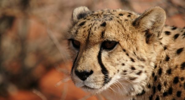 Do Lions Eat Cheetahs? (Can They Catch Them) - UntamedAnimals